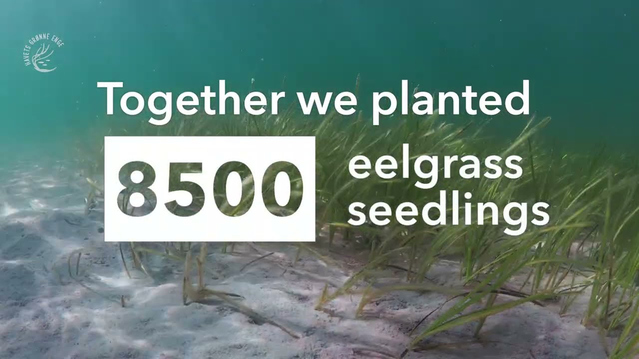 Eelgrass Restoration Project