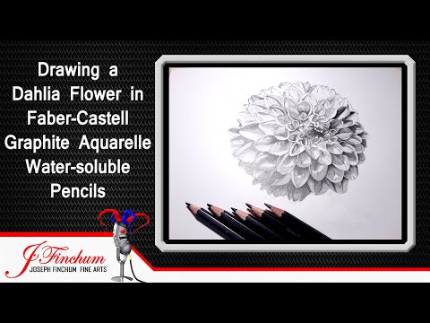 Drawing a Dahlia Flower in Aquarelle Water-soluble Graphite Pencils Pt.1 Blocking in the values.