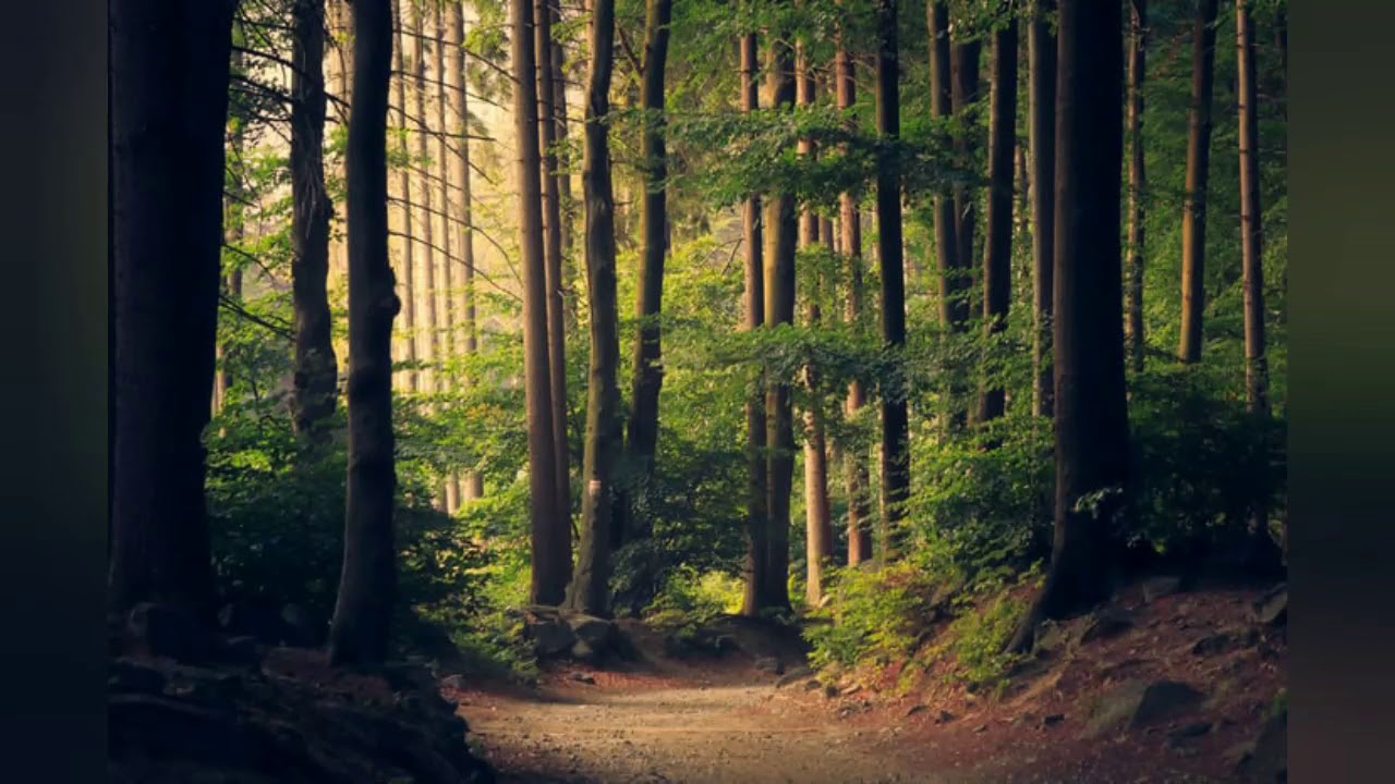Tree wallpapers idea for mobile phone and computer desktop