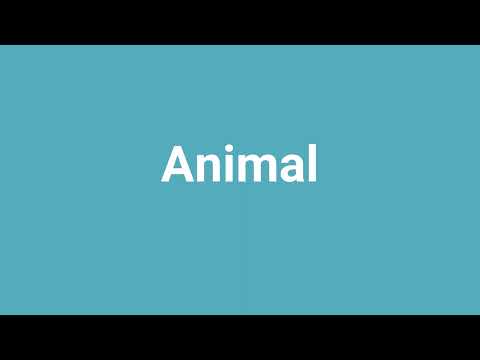 'Animal' Meaning and Pronunciation