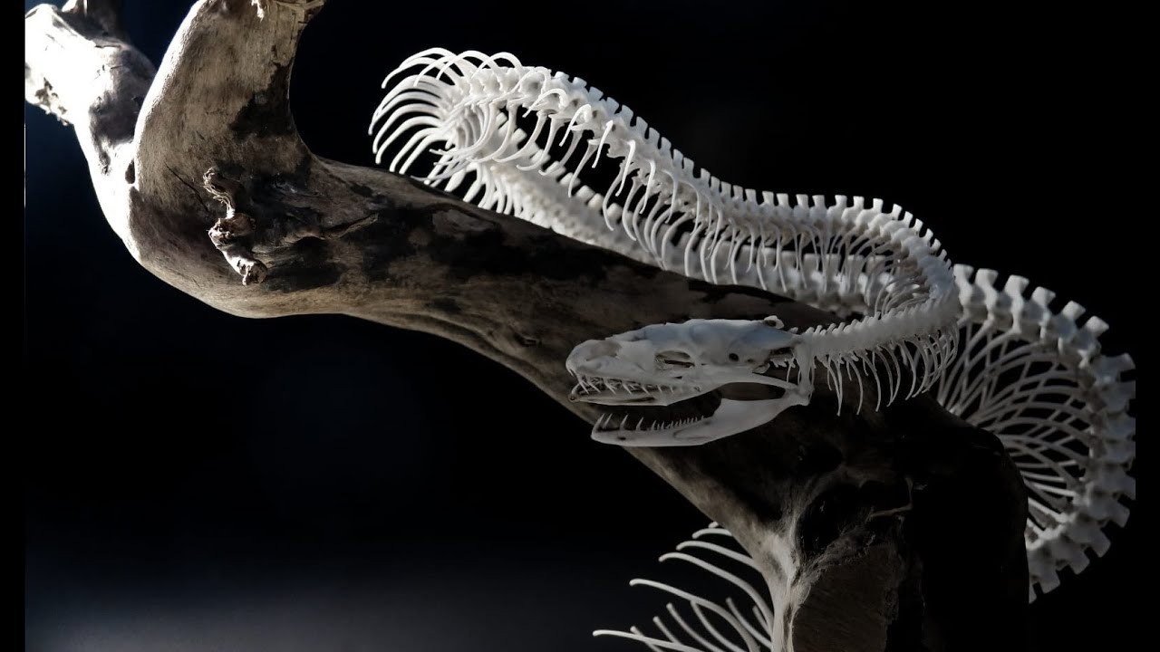 Ball Python reassembling (+cleaning by maceration)