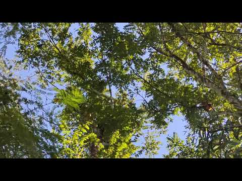 Gee's golden langur jumping from tree to tree