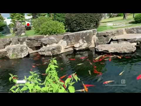 The fish swim quietly, the water flows quietly, and I am quietly still.