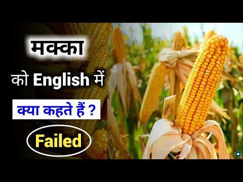मक्का को English में क्या कहते है? मक्का Meaning In English - What's Called Makka In English - Corn🙏