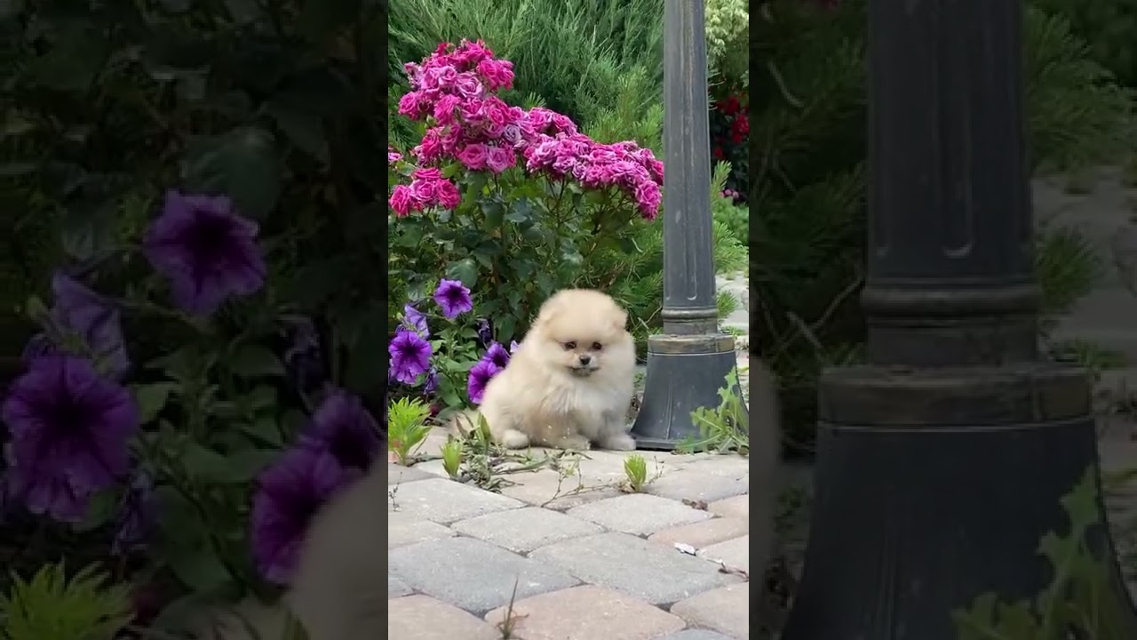 Pomeranian Cute Puppy Live wallpaper 4k with Flowers