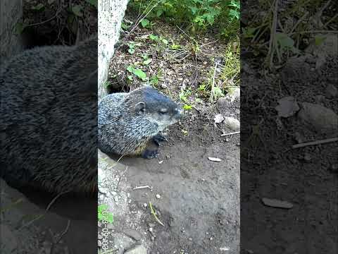 Woodchuck or Groundhog? Same creature with different names. We just call him Walter.