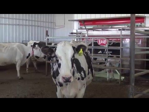 Luettel Dairy – Customer Story (United States)