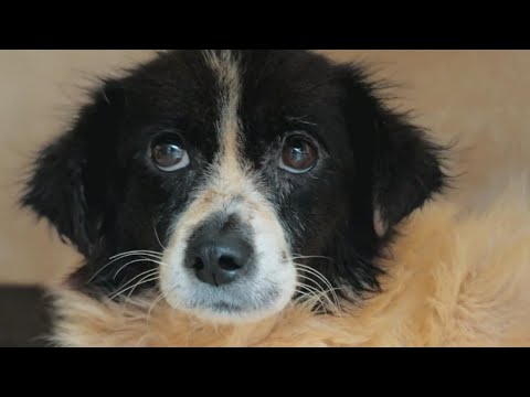 What is doggy dementia?