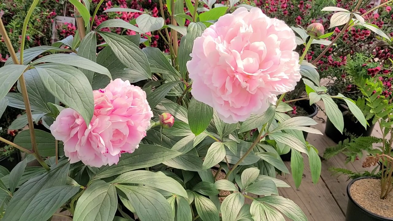 Paeonia 'Sarah Bernhardt' (Peony) // Fabulous ⭐Very PRETTY, Large Flowers, Year after Year!