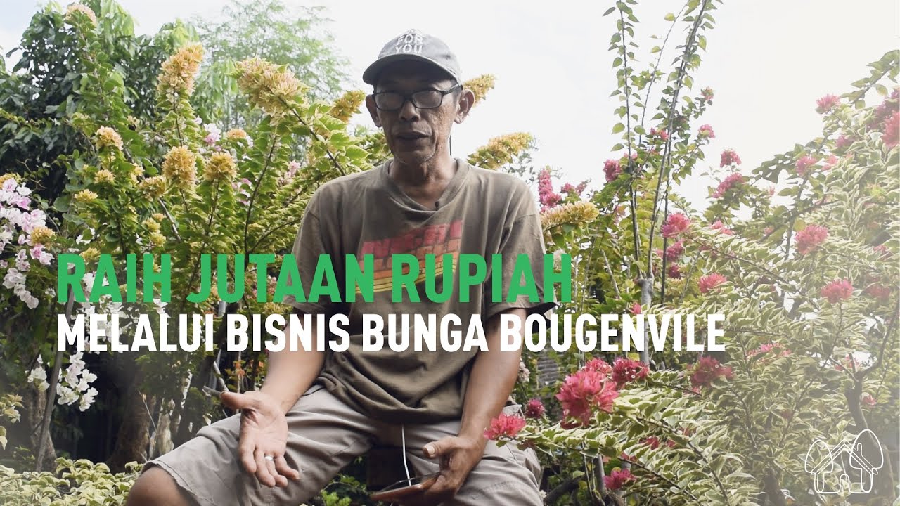 Raih Jutaan Rupiah Melalui Bisnis Bunga Bougenville / Konco Tani