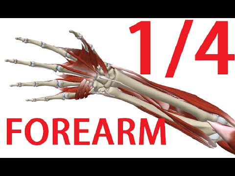 Forearm Anatomy 1/3 - Muscles with nerves and arteries