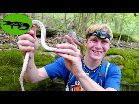 Searching for GORGEOUS Eastern Milk Snakes in Tennessee!