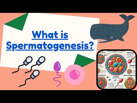 What is spermatogenesis? Formation of Sperms in Males Explained | Male Reproduction