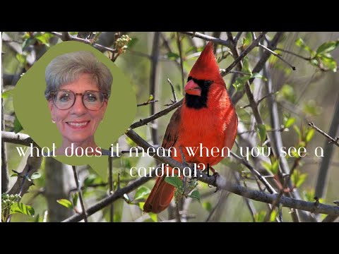 Cracking The Code: The Hidden Meaning Of Spotting A Cardinal - What Does It Symbolize To You?