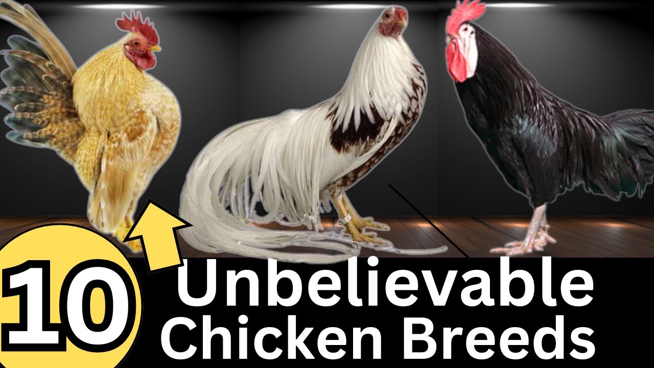 The 10 Most Stunning Chicken Breeds You Absolutely Need To See