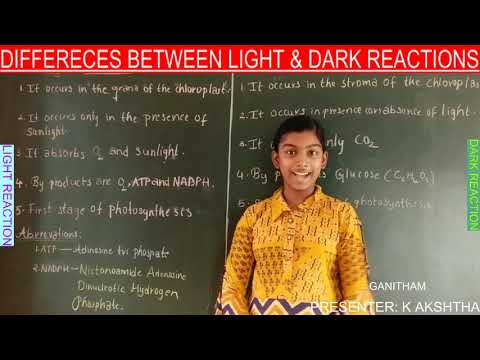 LIGHT AND DARK REACTIONS IN PHOTO SYNTHESIS