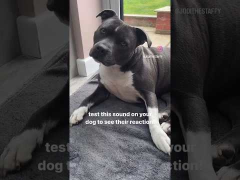 How does your dog react to these sounds?