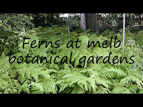 How to pronounce Ferns at melb botanical gardens in English?