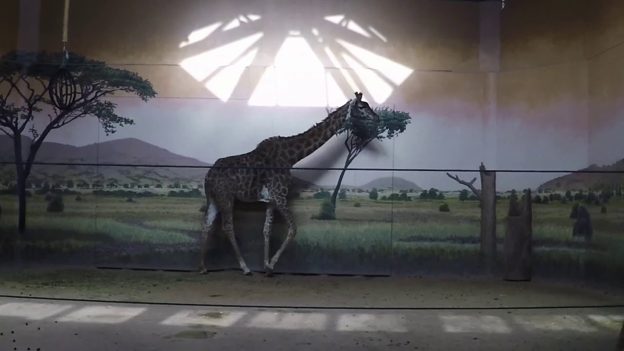 Giraffe Walking (Slow Motion Animation Reference)
