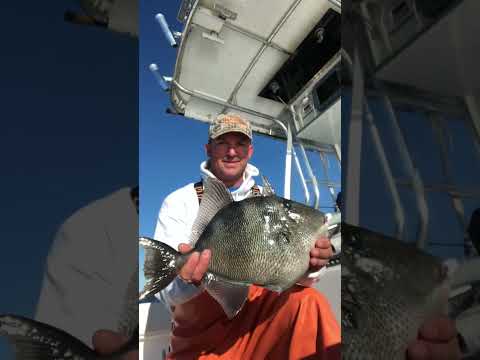 4+ lb triggerfish grunting