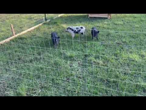 SCIP House in Alvin, Texas - part 16 - EcoKrete Construction LLC