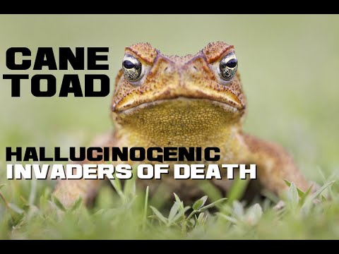 10 Cane Toad Facts - Hallucinogenic Invaders of Death - Animal a Day