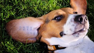 Beagle Freedom Project - GuideStar Profile
