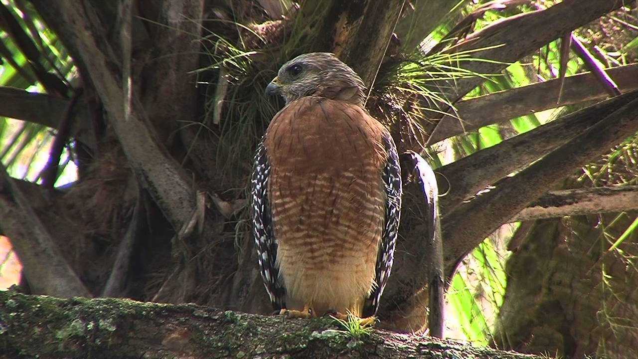 The Audubon Moment - The Red Shouldered Hawk