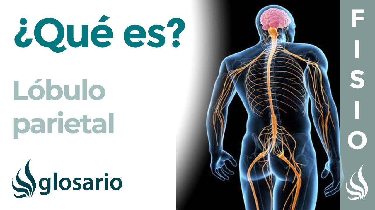 LÓBULO PARIETAL | Qué es, ubicación, cómo funciona, qué controla y lesiones
