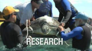 Save sea turtles on the Great Barrier Reef - GlobalGiving