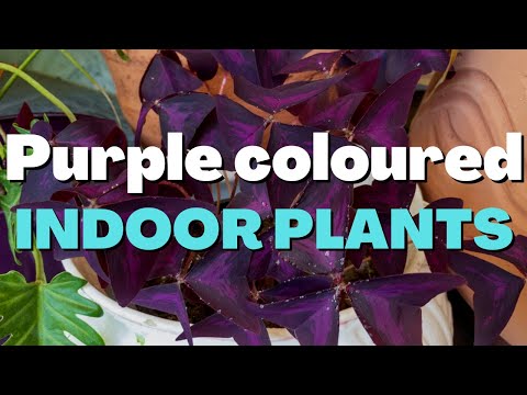 Purple Coloured Indoor Plants | Purple houseplants