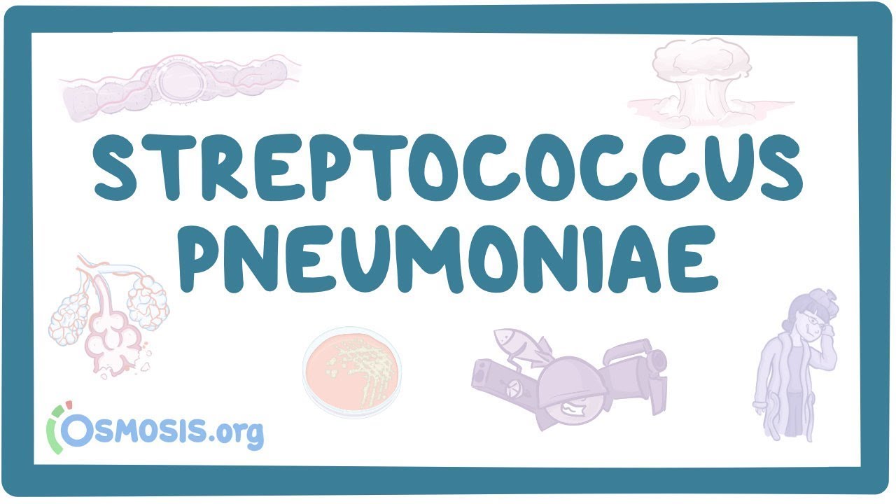 Streptococcus pneumoniae - an Osmosis Preview