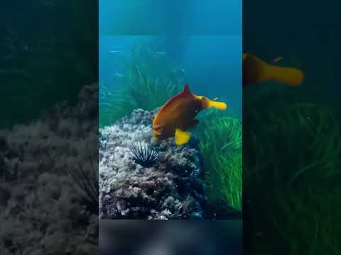 Mr.Damselfish will help people dig sea urchins.#sea #animals