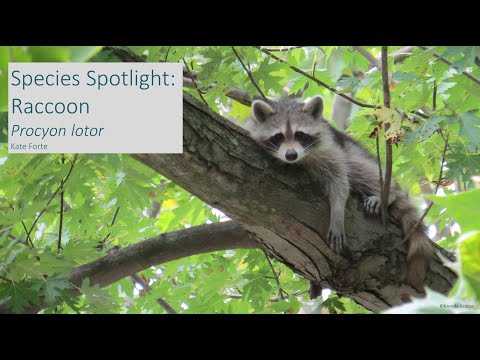 Species Spotlight: Raccoon