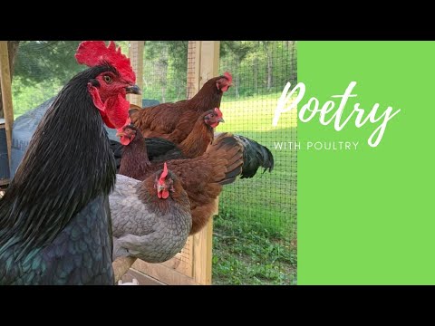 Poetry with Poultry