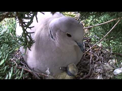 Collared dove feeds chick, video | Dear Kitty. Some blog