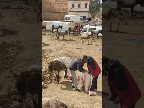 Donkey in Morocco