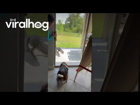 Baying Beagle Scares Alligator Away || ViralHog