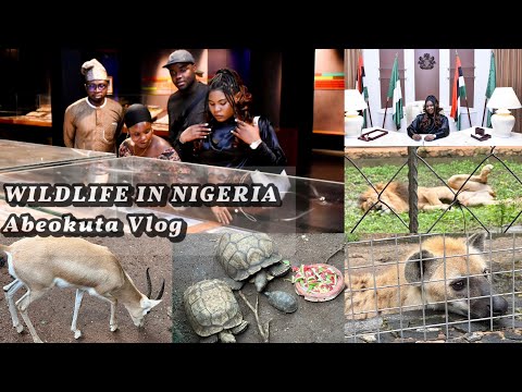 WILDLIFE IN NIGERIA, First Nigerian Healthy Lion, Obasanjo Presidential Library Tour | Abeokuta vlog