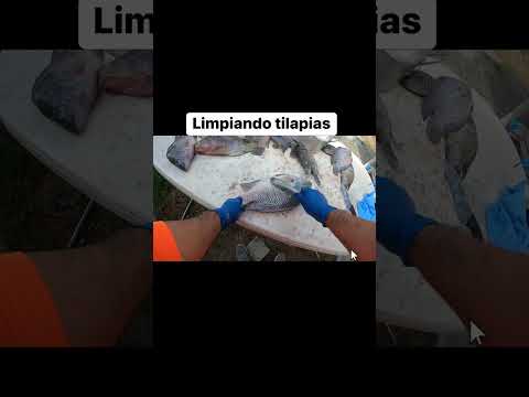 Como limpiar una mojarra