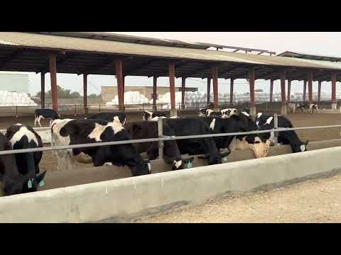 Heifers of German Semen Masterrind