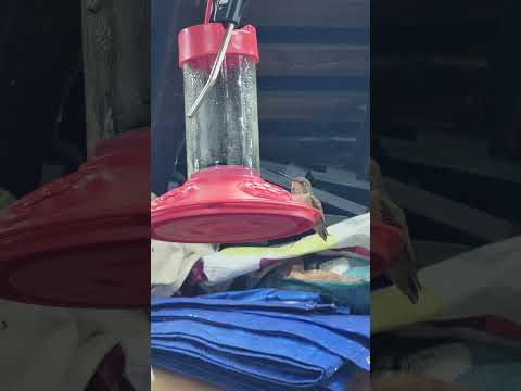 Hummingbird in Shop