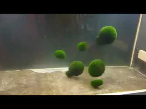 Steam Community :: Video :: Meet the Goobabs, natural moss around ...