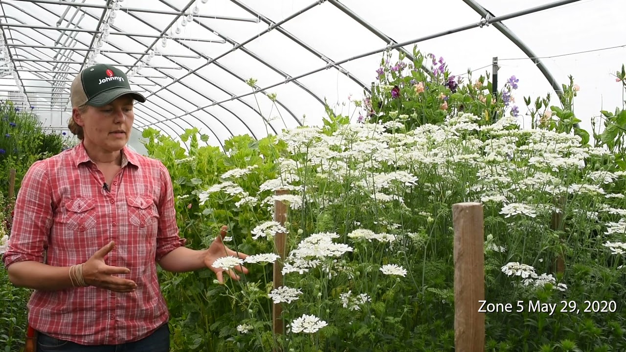 Overwinter Flowers Tunnel : Crop Economic Considerations