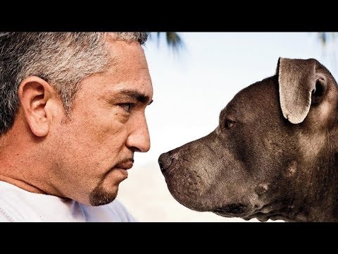 Cesar Millan - The Real Life Story of the Dog Whisperer - Biography Documentary Films