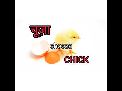 CHICK MEANING IN HINDI WITH PICTURE.LEARN LEARN LEARN. #short #chooza #chick #meaning #Transalation