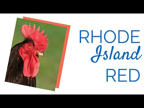 Rhode Island Red Chicken | Chickens For Backyards