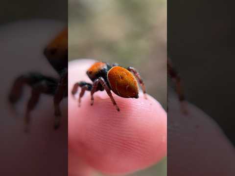 CHEETO DUST SPIDER?! #jumpingspiders #spiders