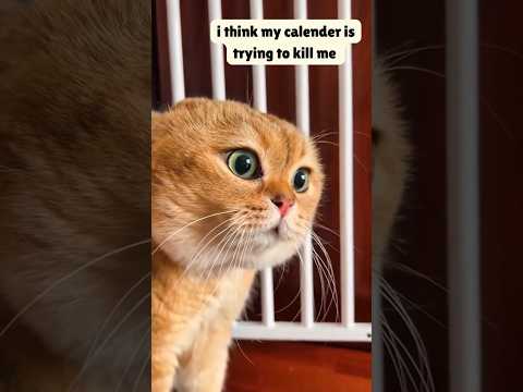 Dad Jokes with Cute Cats – Your Days Are Numbered with Laughter! 😂🐱"