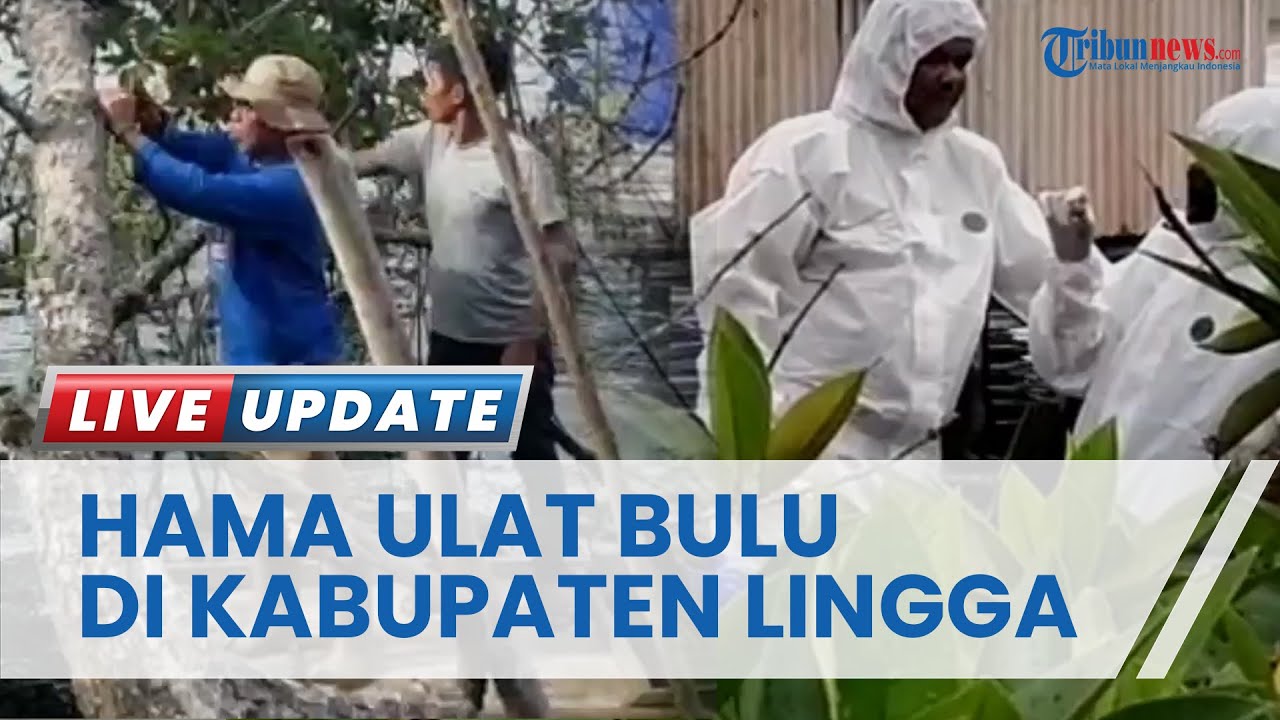 Hama Ulat Bulu di Desa Jagoh Kabupaten Lingga Kepri Serang Warga, 52 ...
